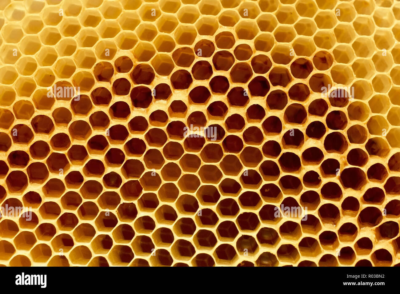 Empty Honeycomb High Resolution Stock Photography and Images - Alamy