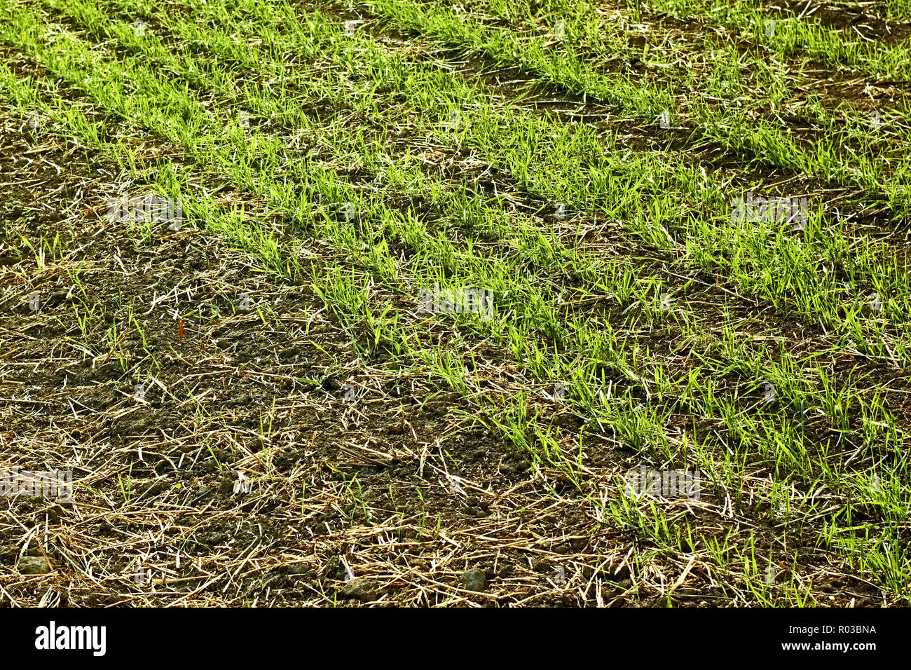 Agri scene hi-res stock photography and images - Alamy