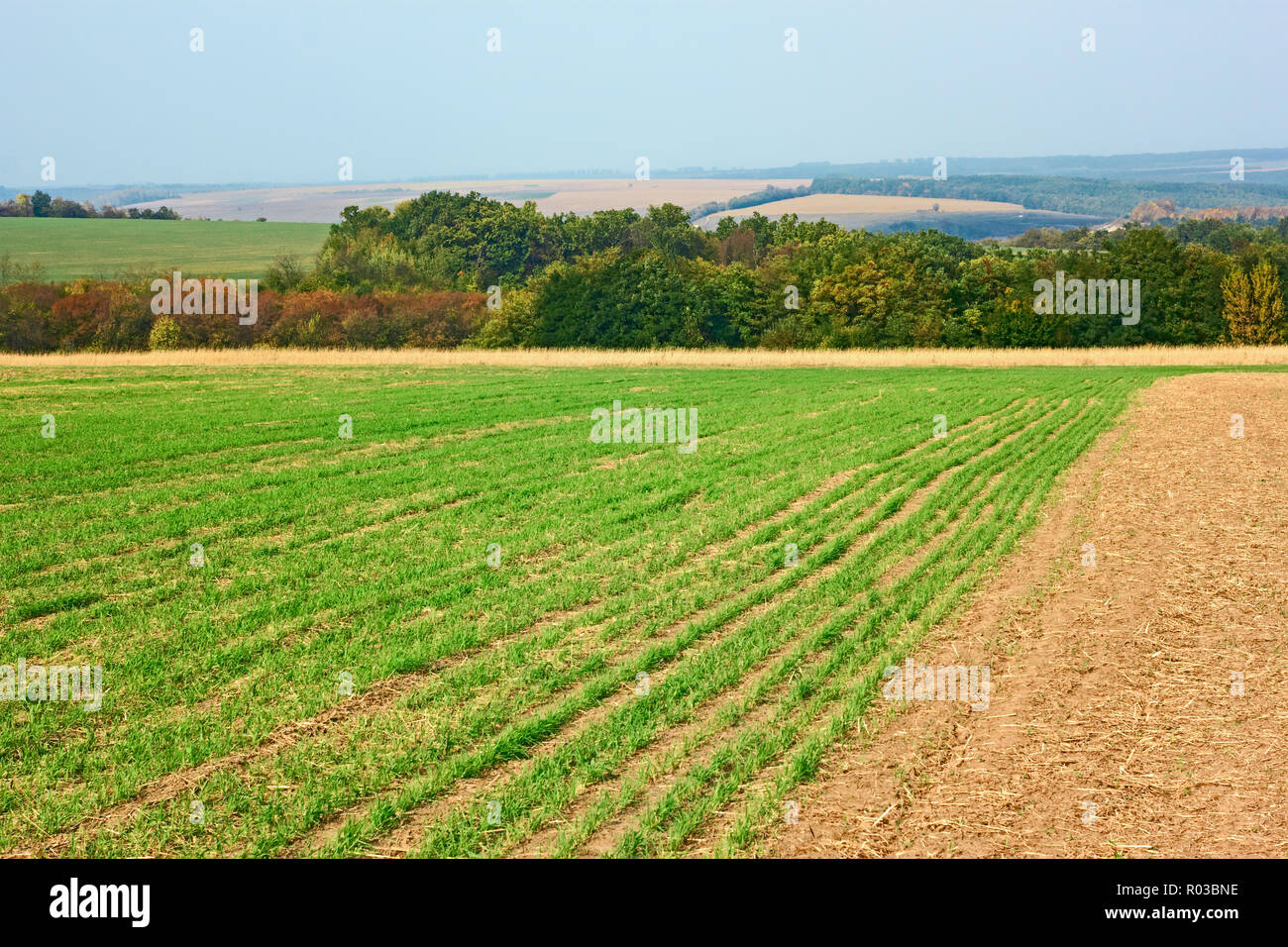 Sown grass hi-res stock photography and images - Alamy