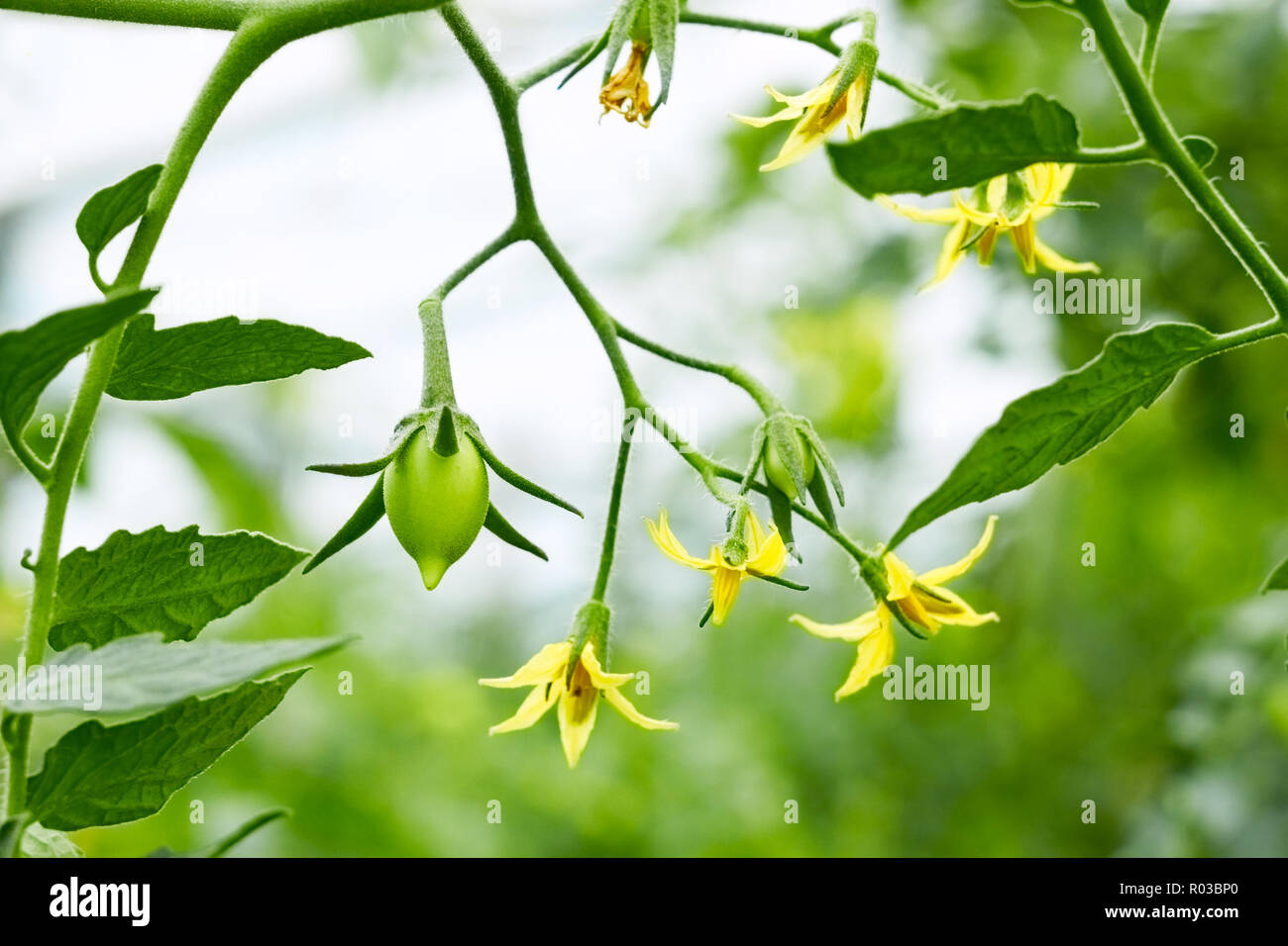 Tomatoes twig with flowers and small green fruits closeup on greenhouse ...