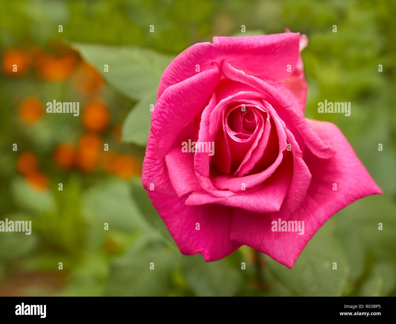 Bright pink rose closeup on the background of flowerbed Stock Photo - Alamy