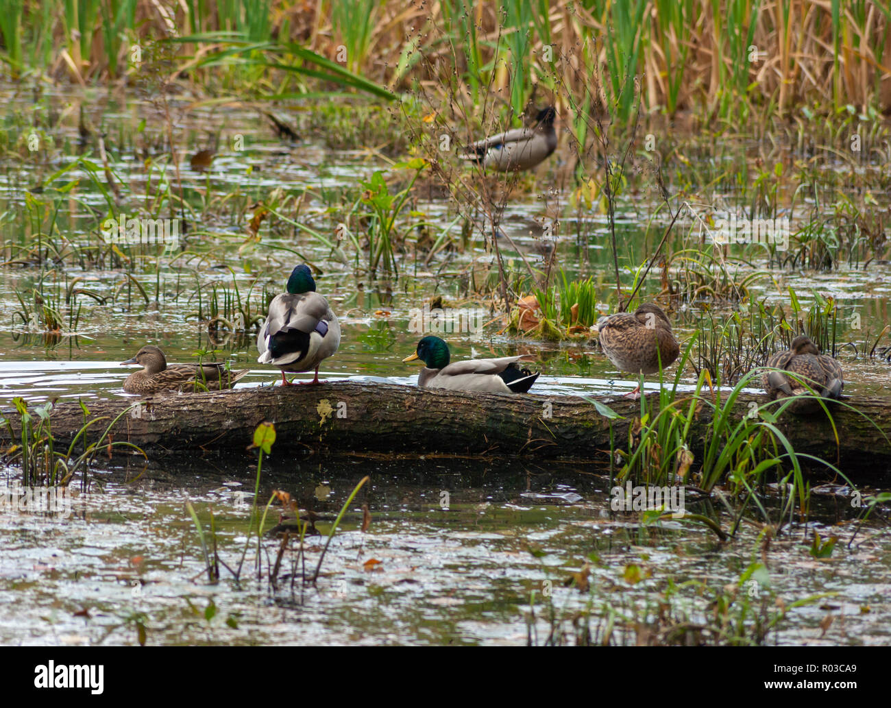 Flock of mallard ducks resting on a log. Mass Audubon’s Broadmoor ...