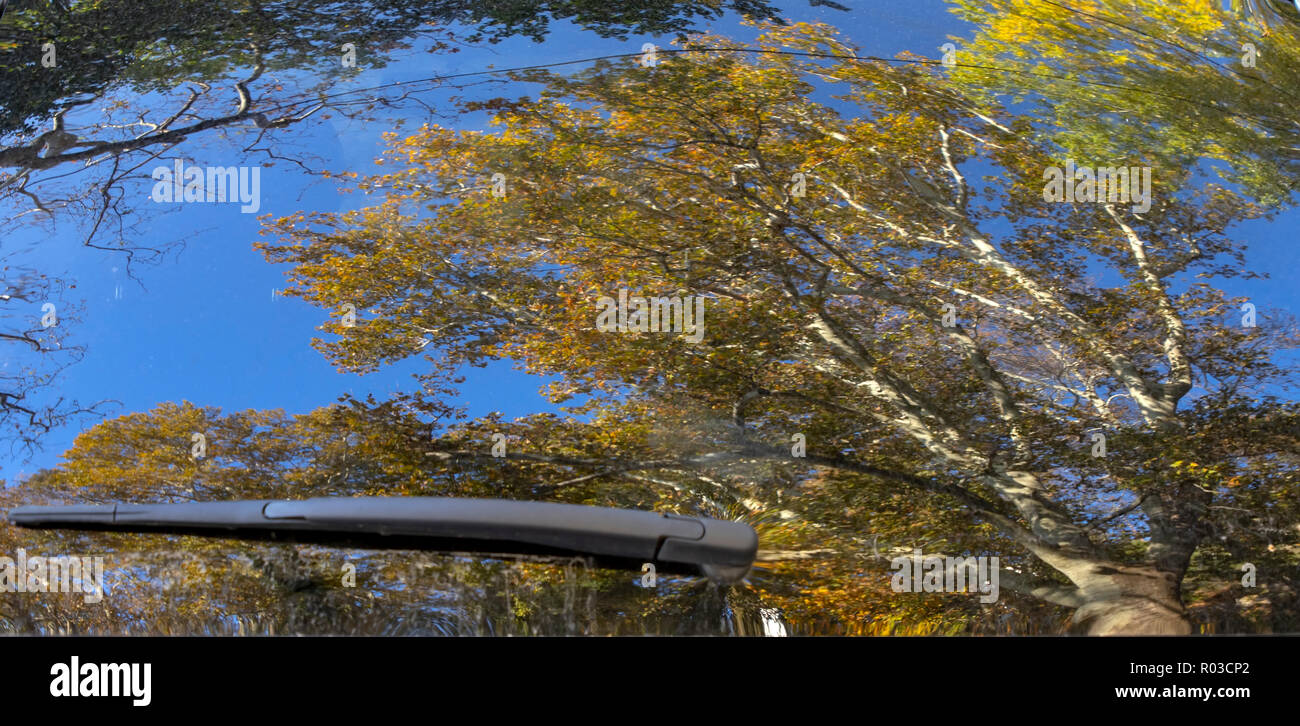 Reflection of a tree with autumn yellow foliage and blue sky in a car ...
