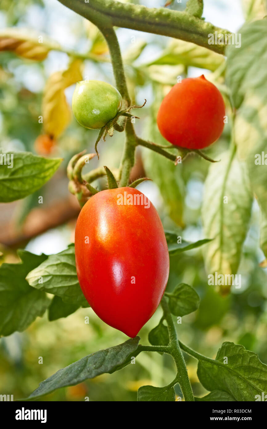 Red oblong tomatoes hanging in greenhouse in autumn Stock Photo - Alamy
