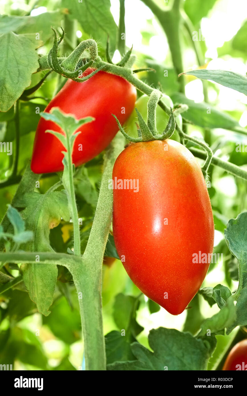 Red oblong tomatoes hanging in film greenhouse in autumn Stock Photo ...