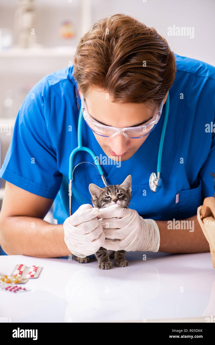 Vet doctor examining kittens in animal hospital Stock Photo - Alamy
