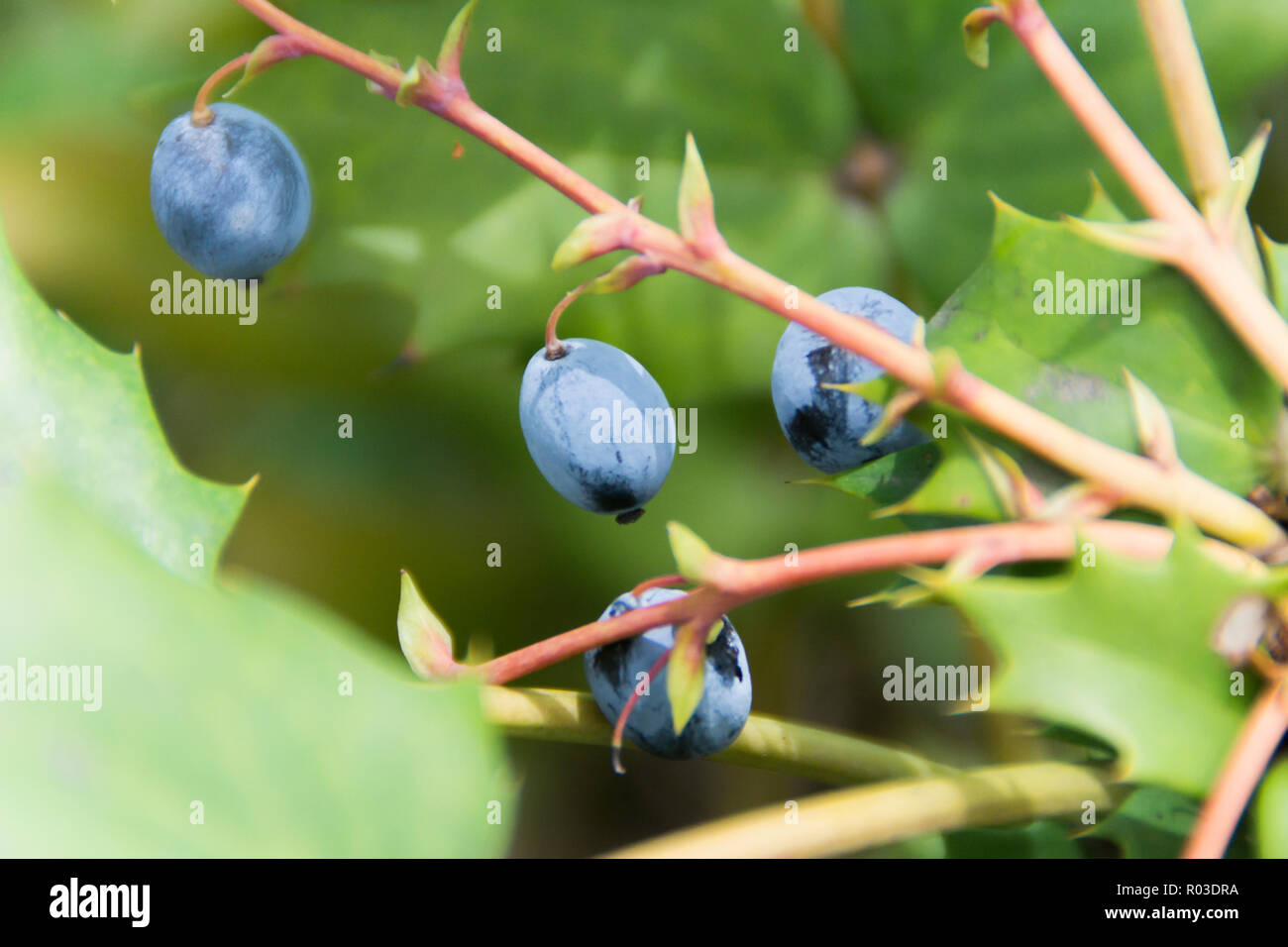 fruits of the Japanese spring Stock Photo - Alamy