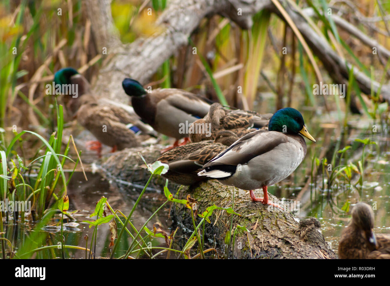 Flock of mallard ducks resting on a log. Mass Audubon’s Broadmoor ...