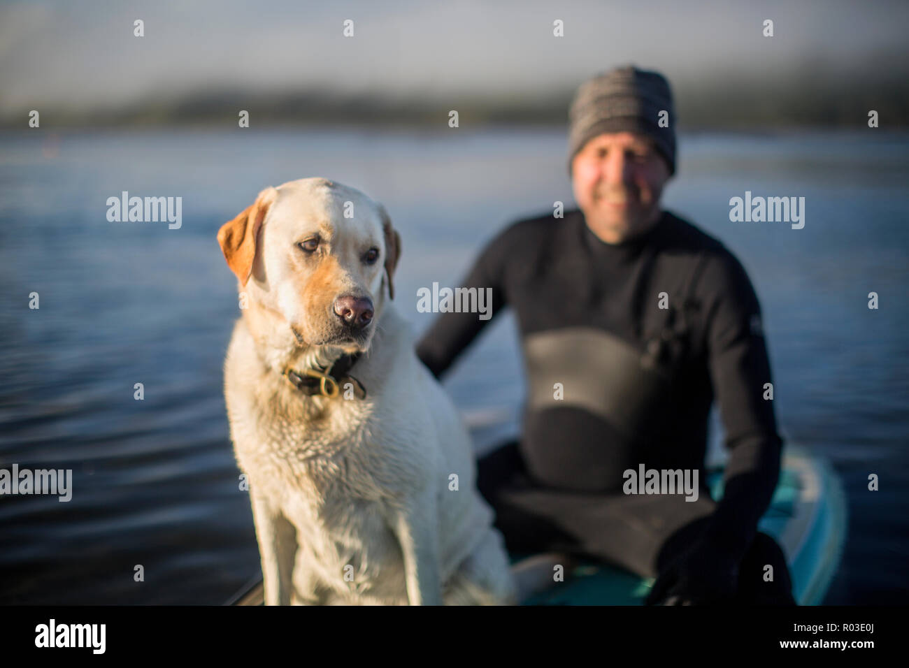 Golden labrador sitting on a paddleboard with his male owner Stock ...