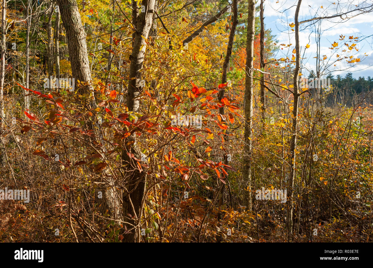 Autumn in New England - leaves changing color. Mixed forest with red ...
