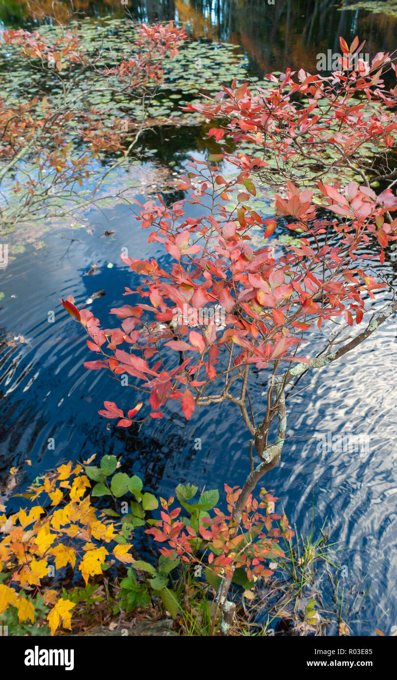 Twigs of a Northern highbush blueberry, with red autumn leaves, above a ...