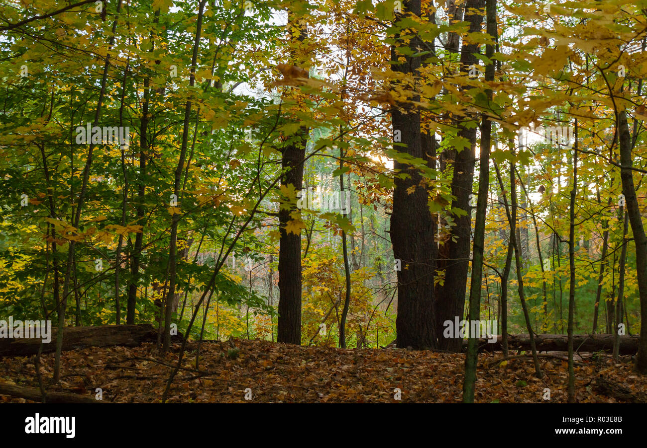 Mixed forest with trees changing color in the Fall. Autumn in New ...