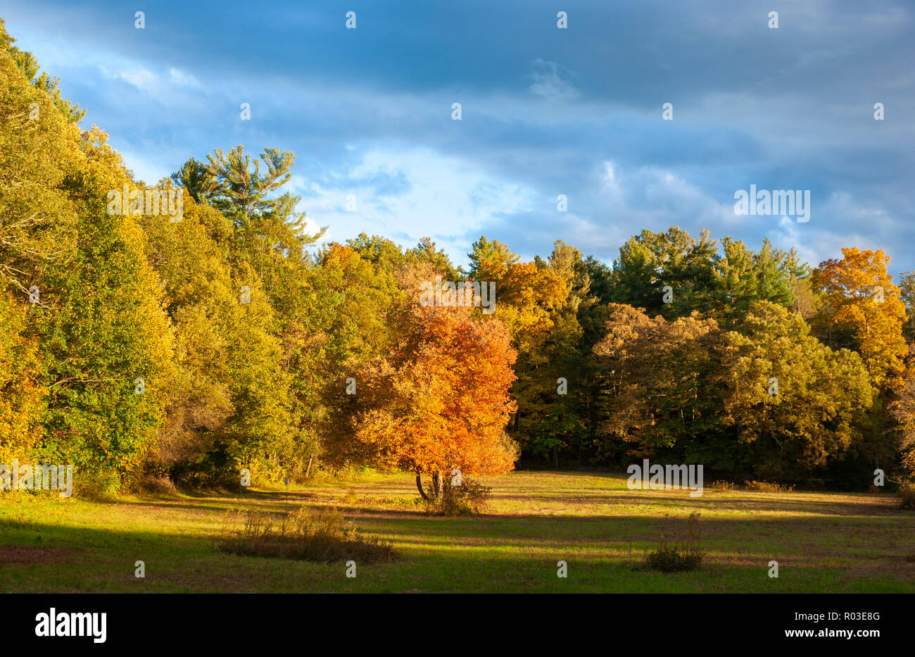 Meadow and mixed forest with trees changing color in the Fall. Autumn ...