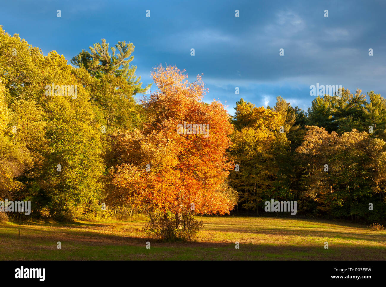 Meadow and mixed forest with trees changing color in the Fall. Autumn ...