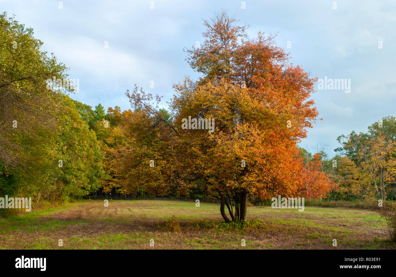 Meadow and mixed forest with trees changing color in the Fall. Autumn ...