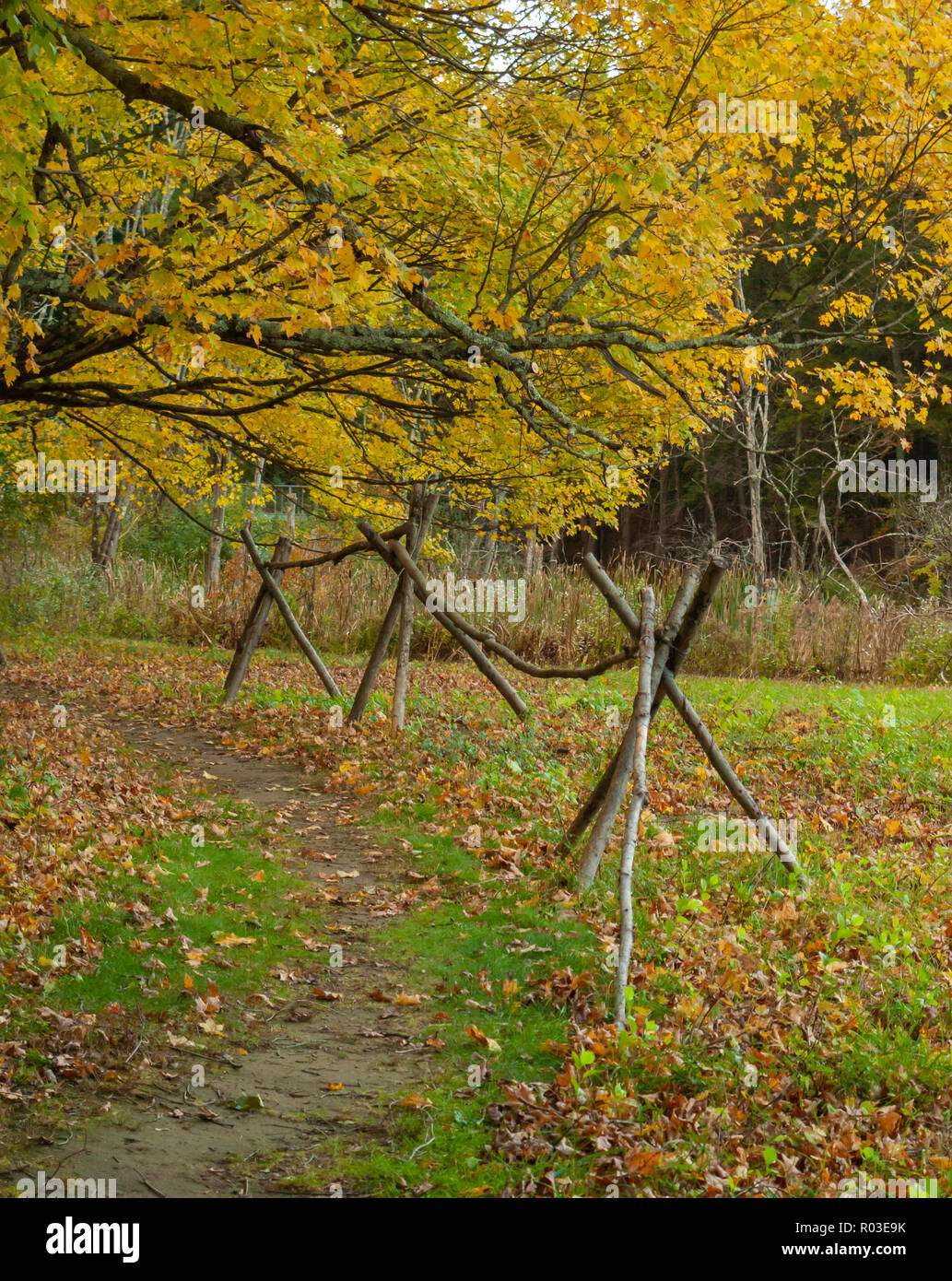 Fence siding a walkway. Sugar maple tree changing color in the Fall ...