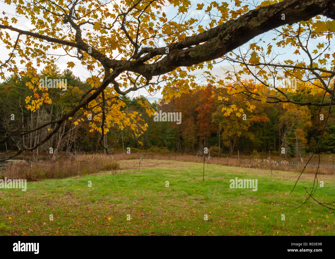 Nest boxes on poles in an open field. Mixed forest with trees changing ...