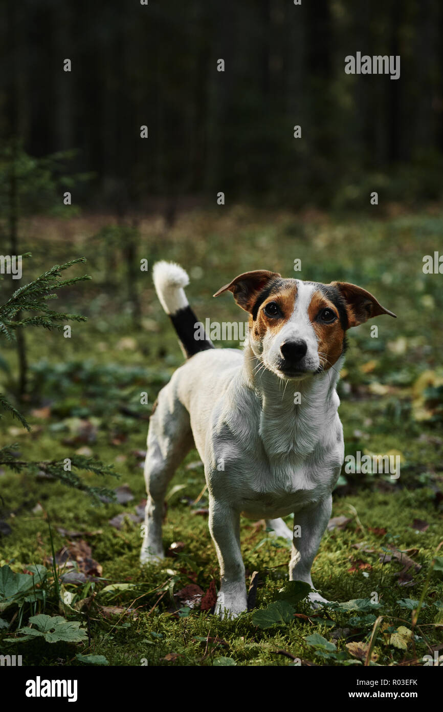 Dog standing on path Stock Photo - Alamy