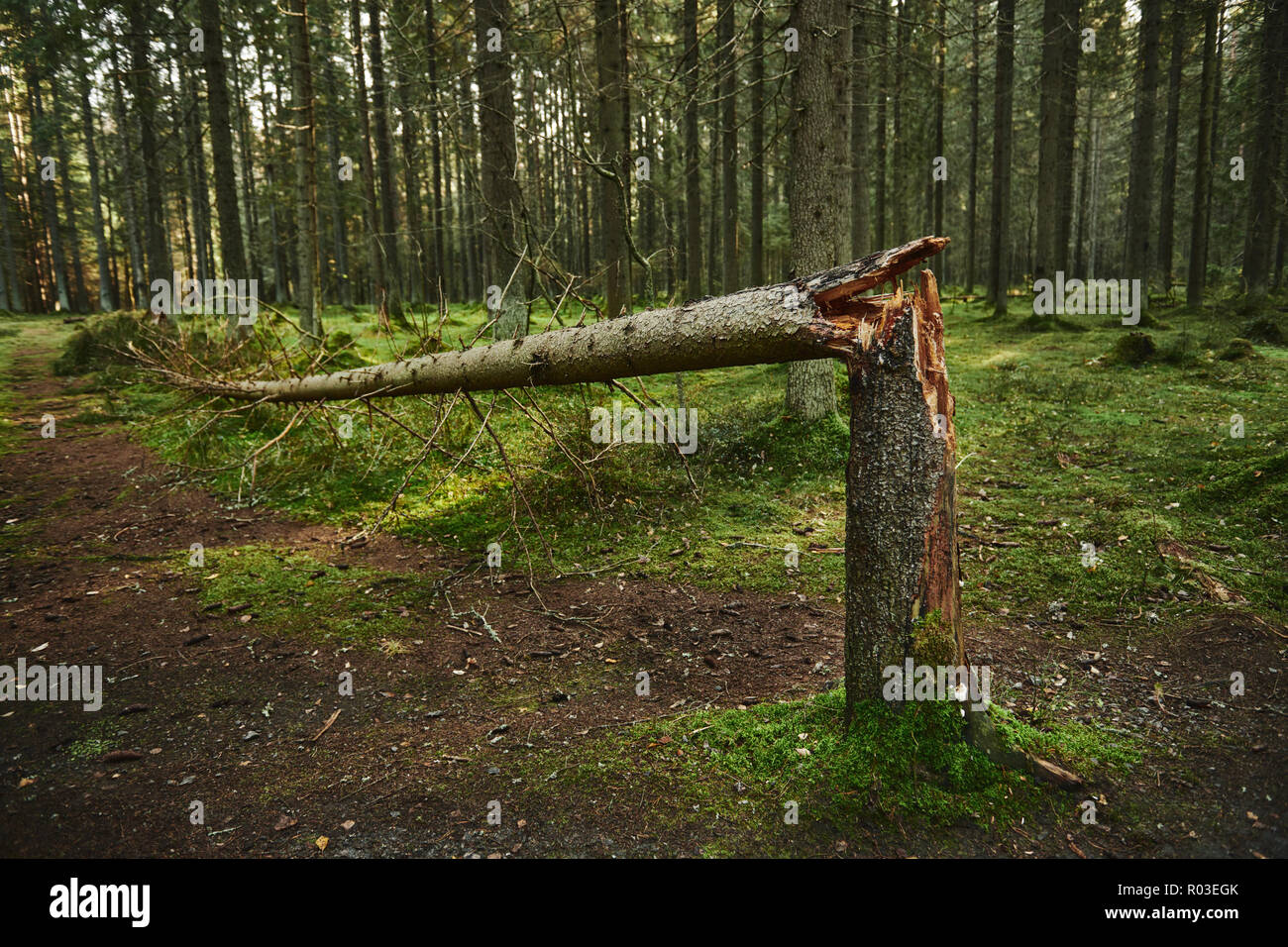 Tall broken tree bark hi-res stock photography and images - Alamy