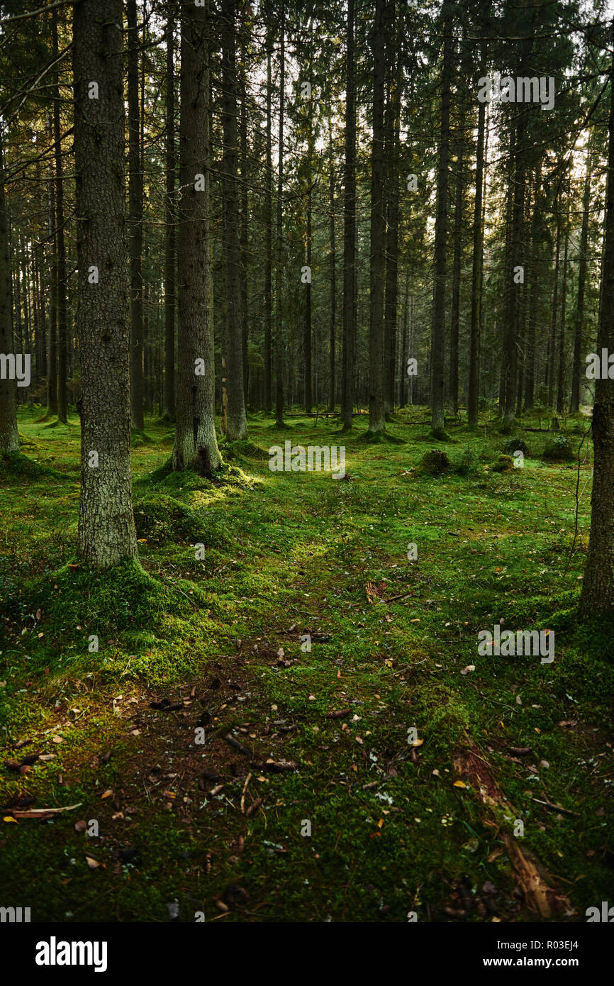 Faint path hi-res stock photography and images - Alamy