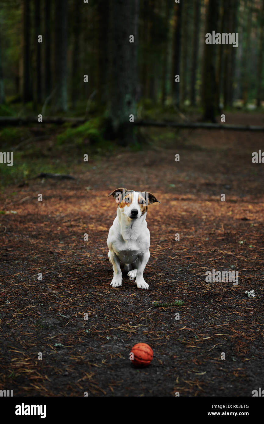 Full length dog animals hi-res stock photography and images - Alamy