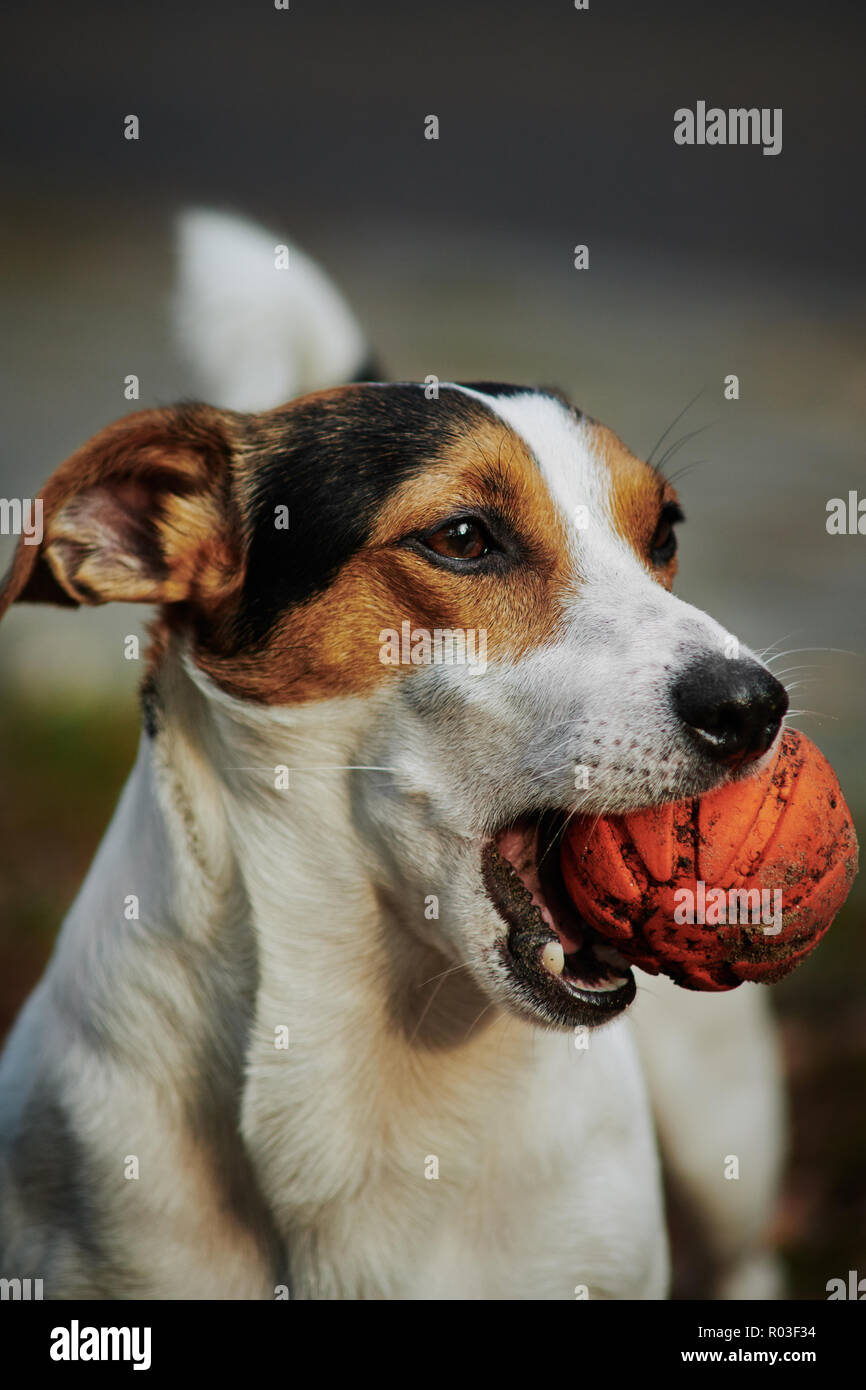 Jack Russell with orange ball in his mouth Stock Photo - Alamy