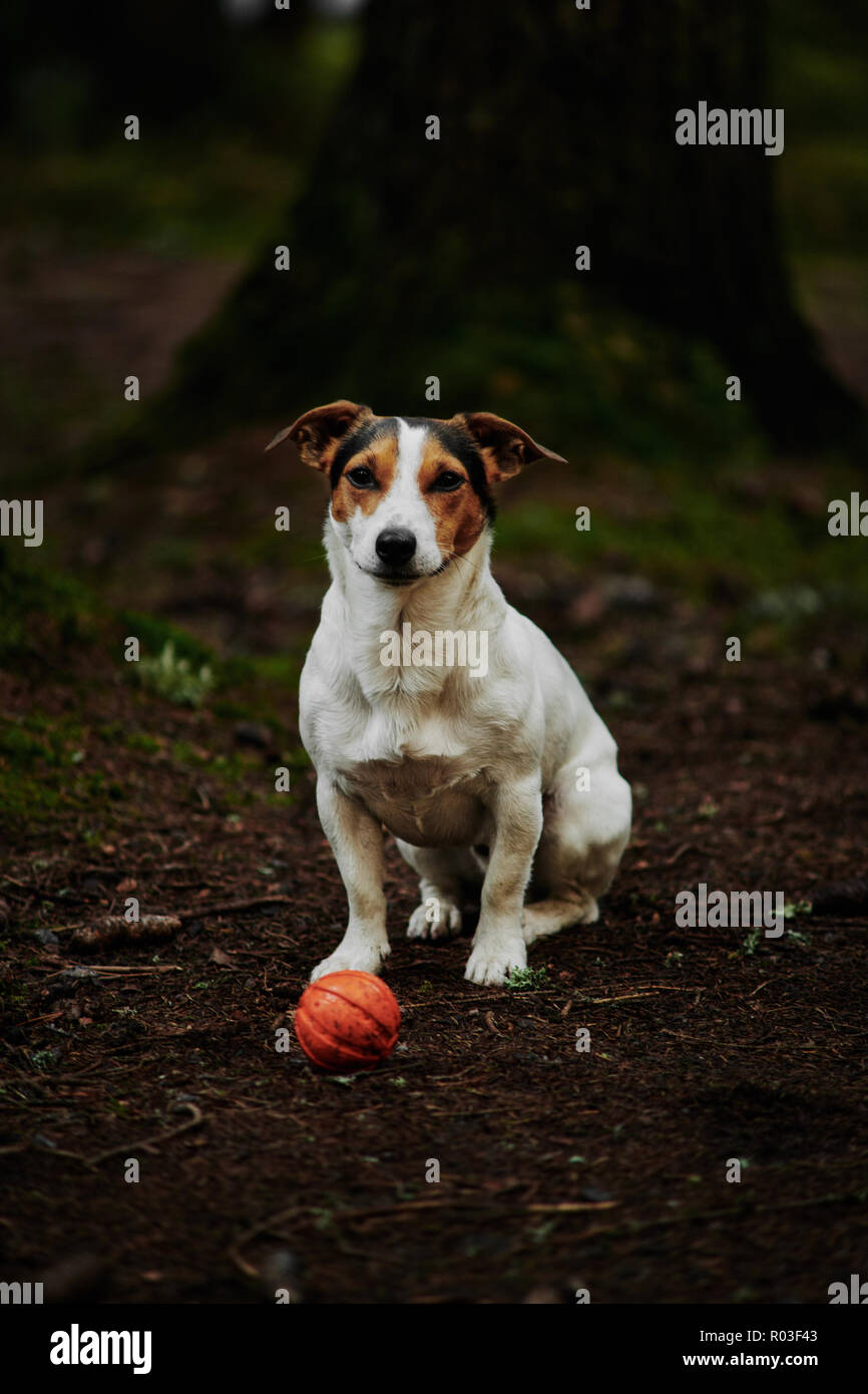 Dog standing on path Stock Photo - Alamy