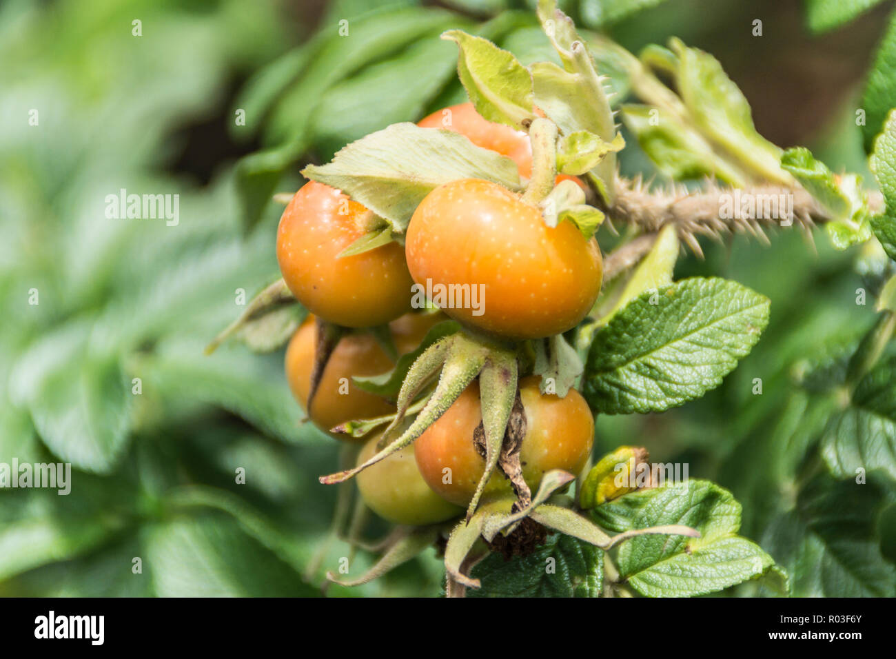 Japanese spring fruits Stock Photo - Alamy