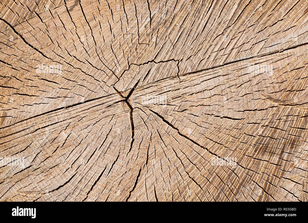 sawed birch tree trunk with annual rings, there are cracks on the ...