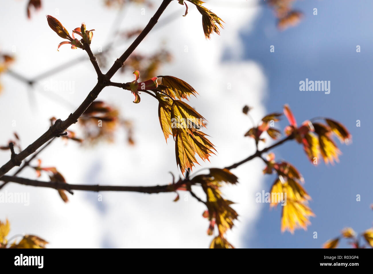 details of maple with red young foliage in spring, Europe, against the ...