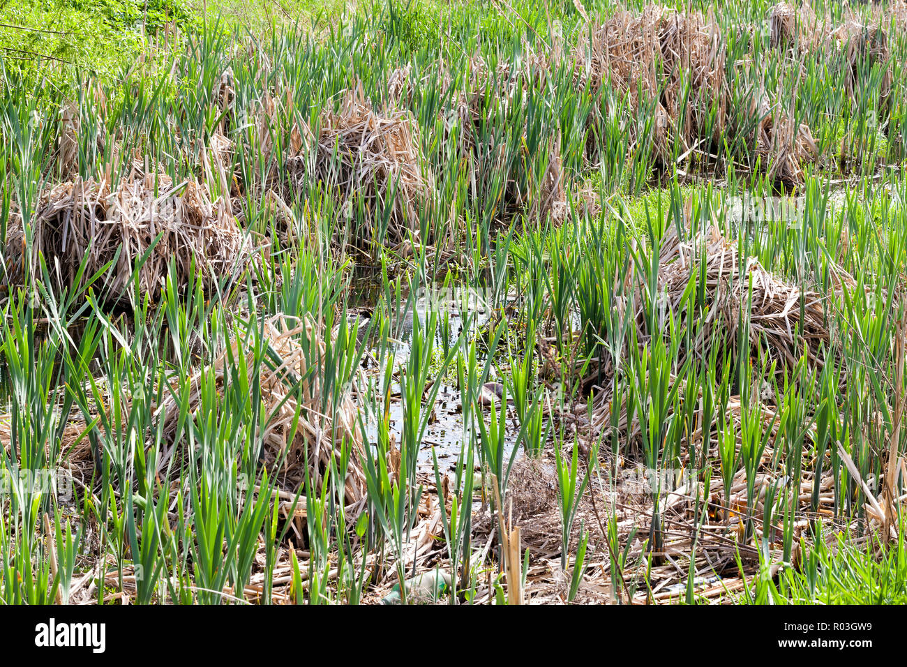 part of the dry and part of fresh grass and sedge growing in the swamp ...