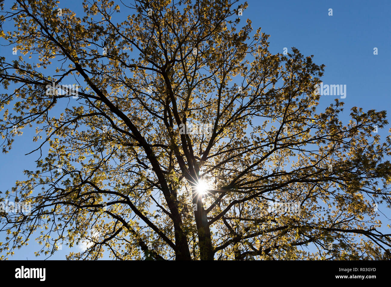 tall old oak with green foliage during flowering, spring landscape with ...