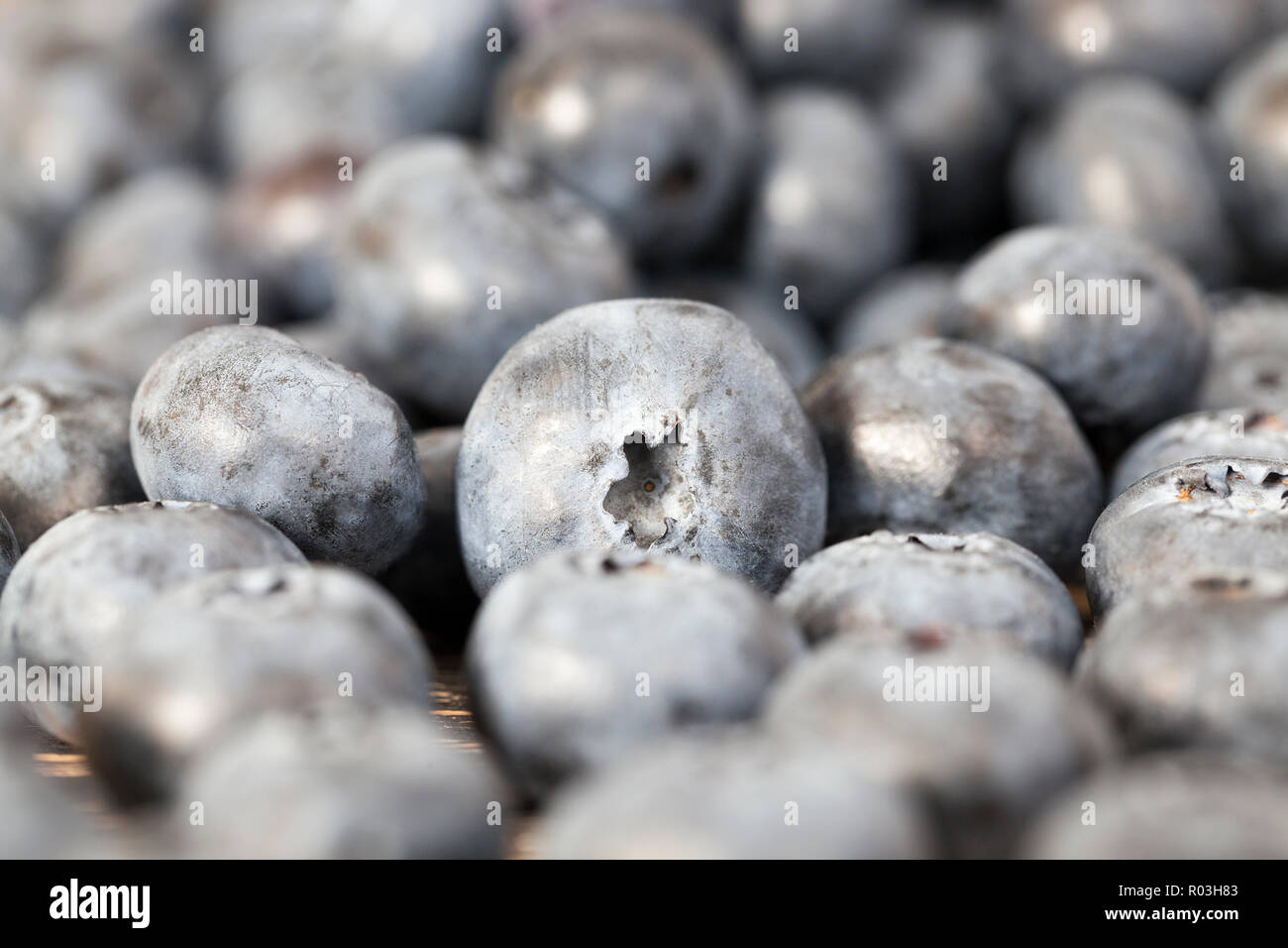 ripe blueberries after harvesting berries in a swamp, wholesome ...