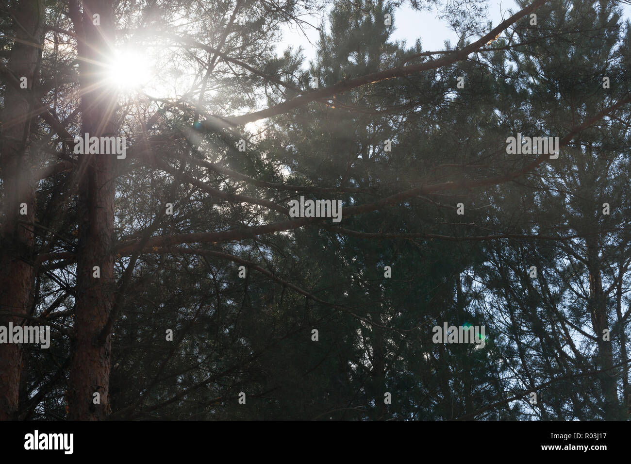 the sun shines through the branches of trees in the dust from the wind ...