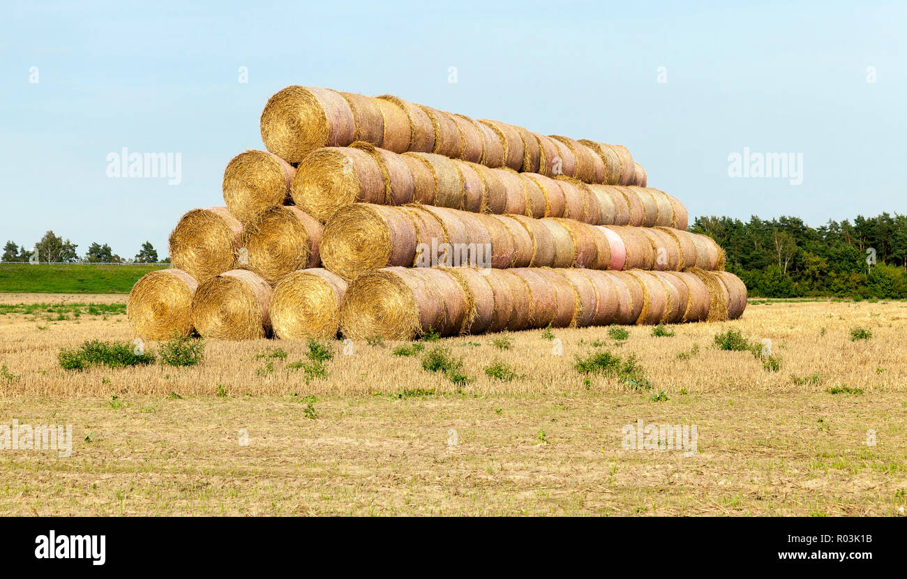 cylindrical stack of straw in the shape of a pyramid, summer landscape ...