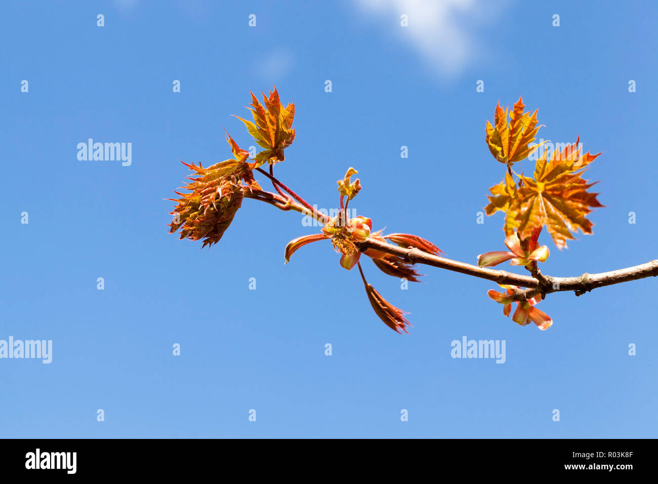 details of maple with red young foliage in spring, Europe, against the ...
