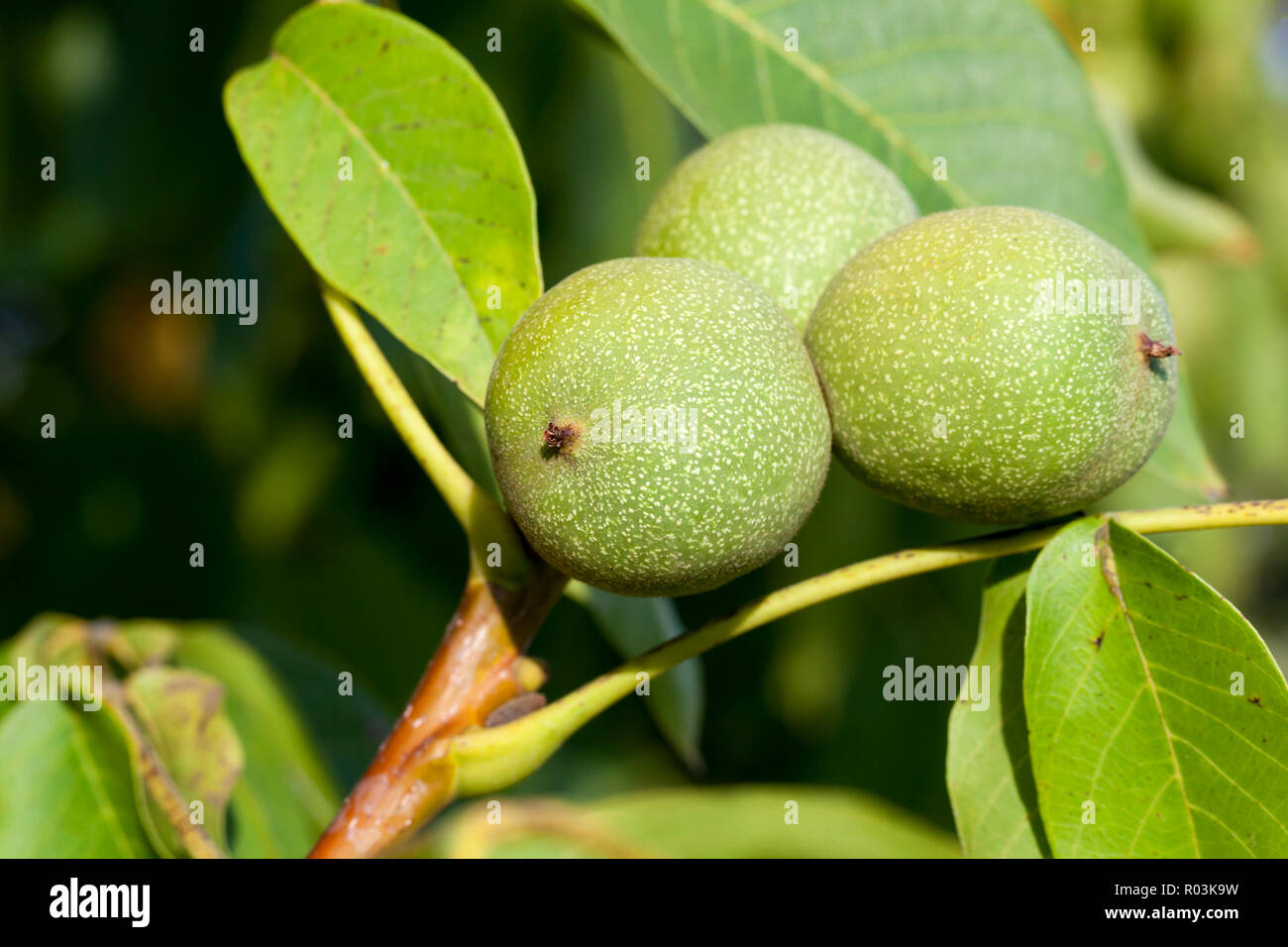 Walnut hanging on the tree hi-res stock photography and images - Alamy