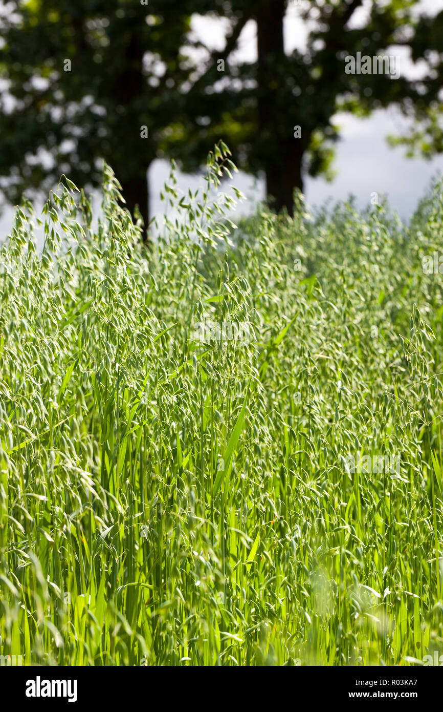 green oats near the forest, field in summer Stock Photo - Alamy