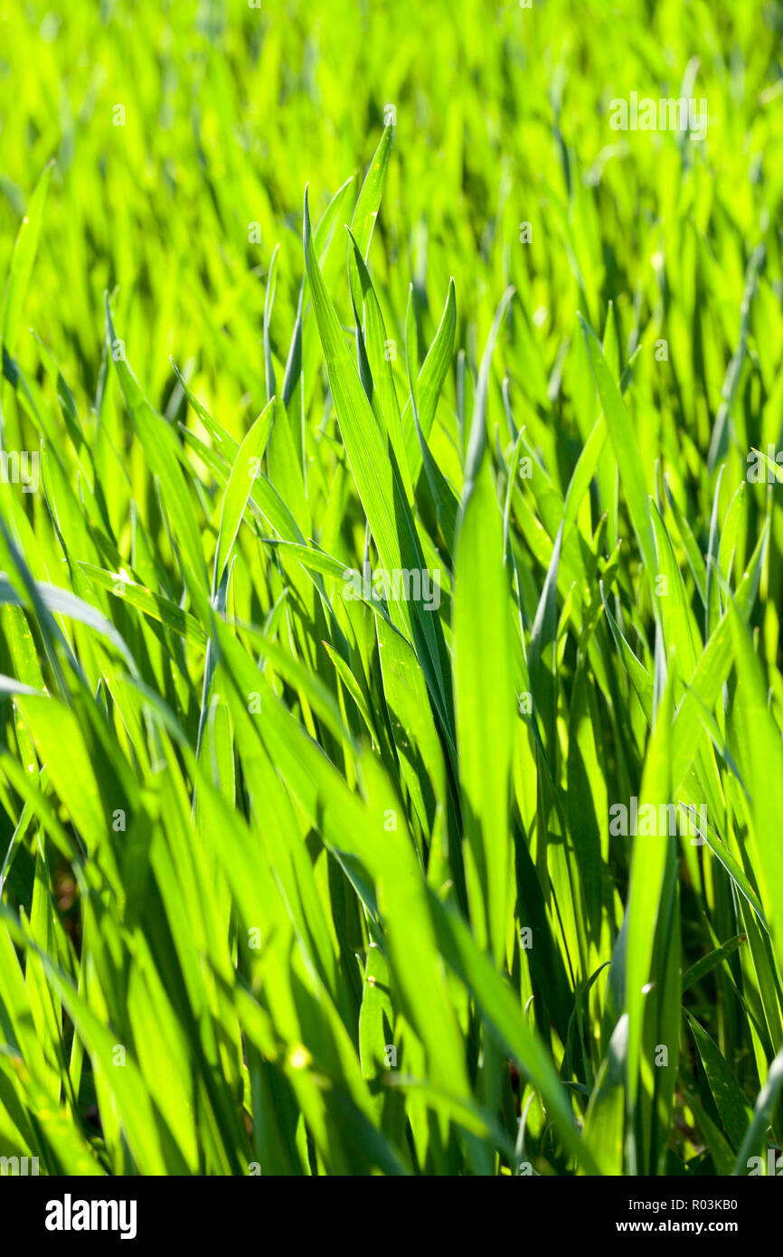 Blades of wheat hi-res stock photography and images - Alamy