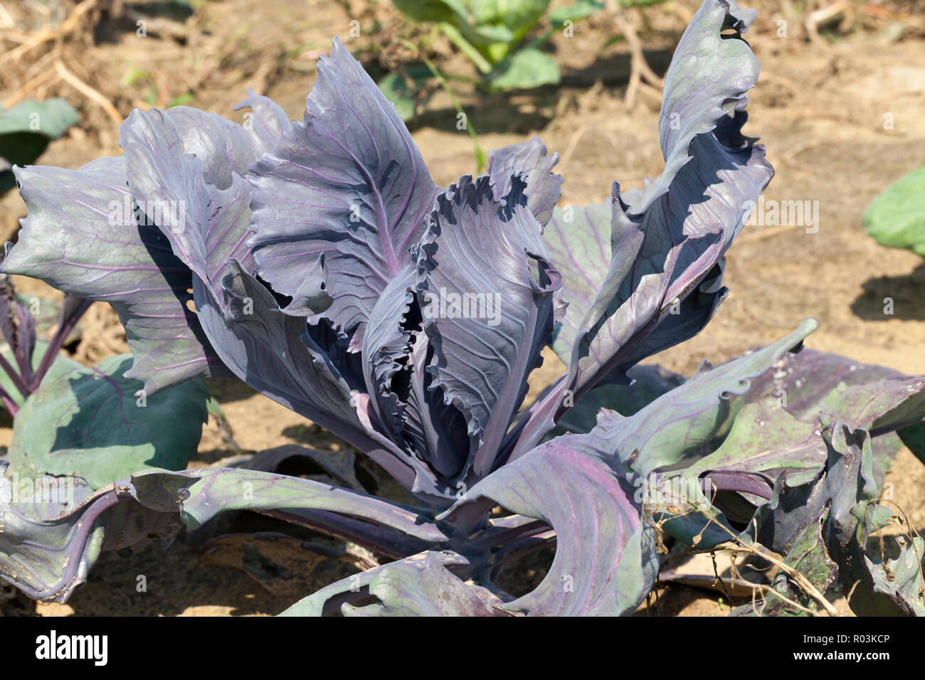 purple cabbage growing on a field, summer season Stock Photo - Alamy