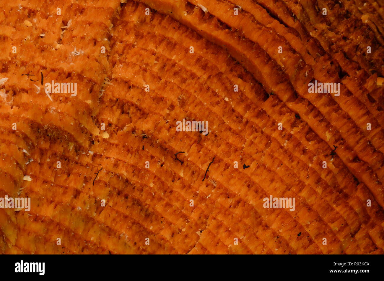 Spruce wood texture of the place of a fresh rough break of a fallen fir ...