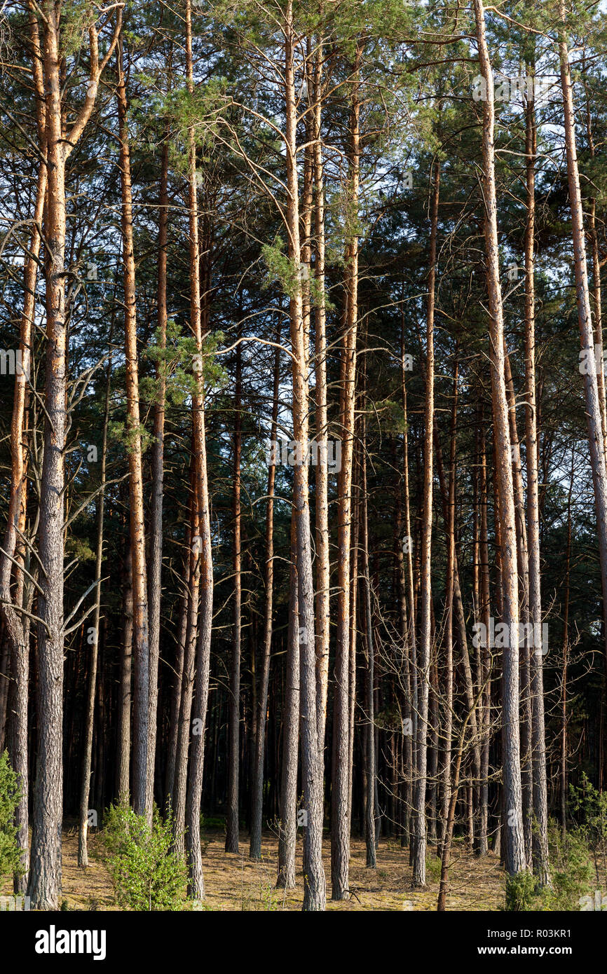 summer landscape with tall trunks of pine trees not fully shot Stock ...