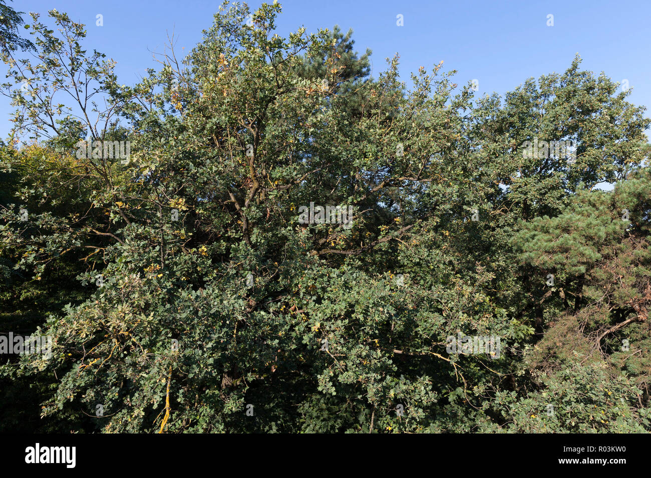mixed forest during fall foliage in the autumn season, oak tree close ...