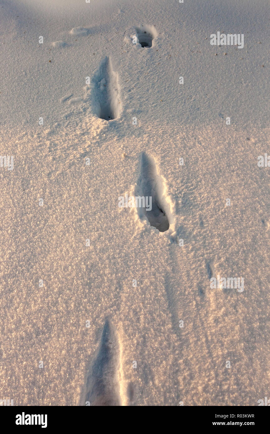 footprints in the snow, walk in nature on a winter morning Stock Photo ...