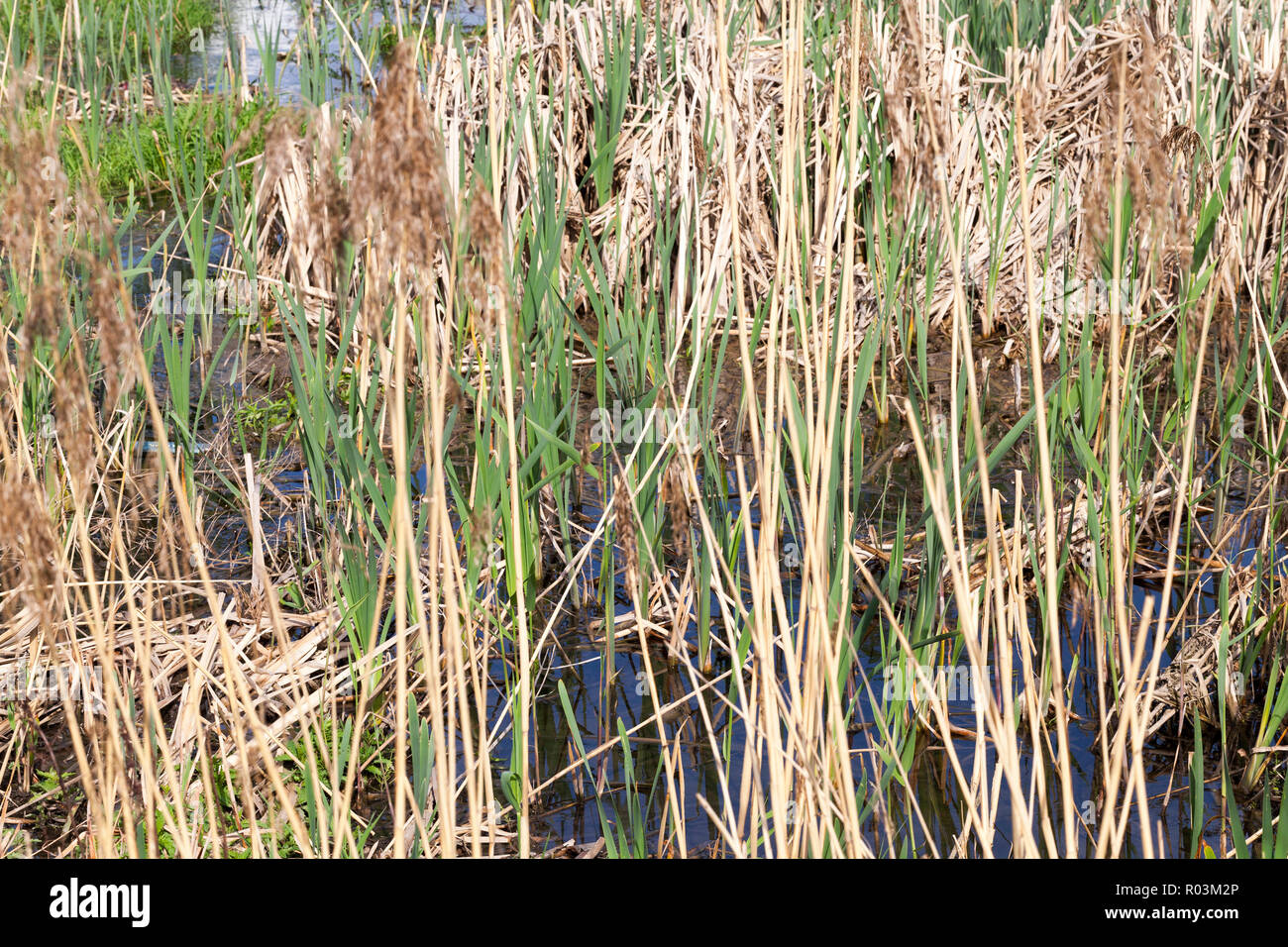 new green and old dry yellow grass in a swamp close-up Stock Photo - Alamy