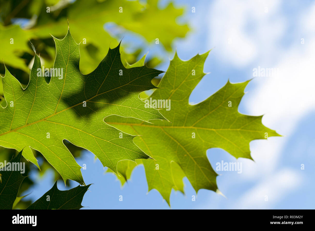 green oak foliage in spring, detail of branches with leaves, young oak ...