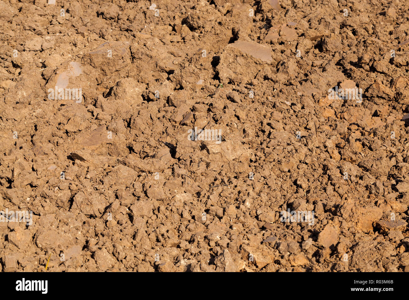 Poor humus hi-res stock photography and images - Alamy