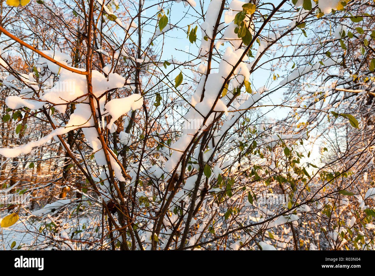 trees growing in nature in winter ,branches are covered with snow after ...
