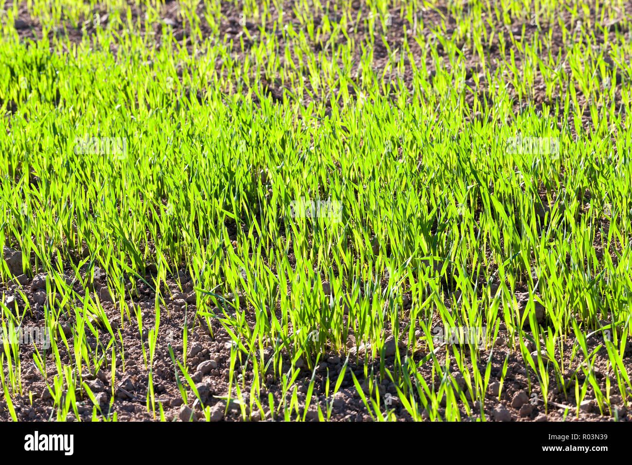 Field green rye grows hi-res stock photography and images - Alamy