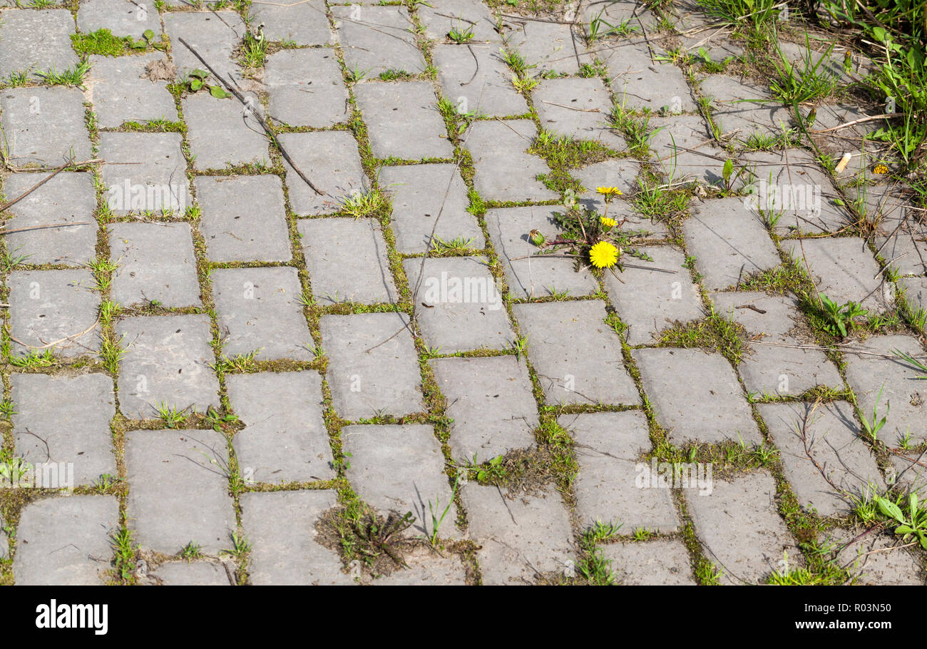old tile overgrown with grass in the park, close-up in spring, yellow ...